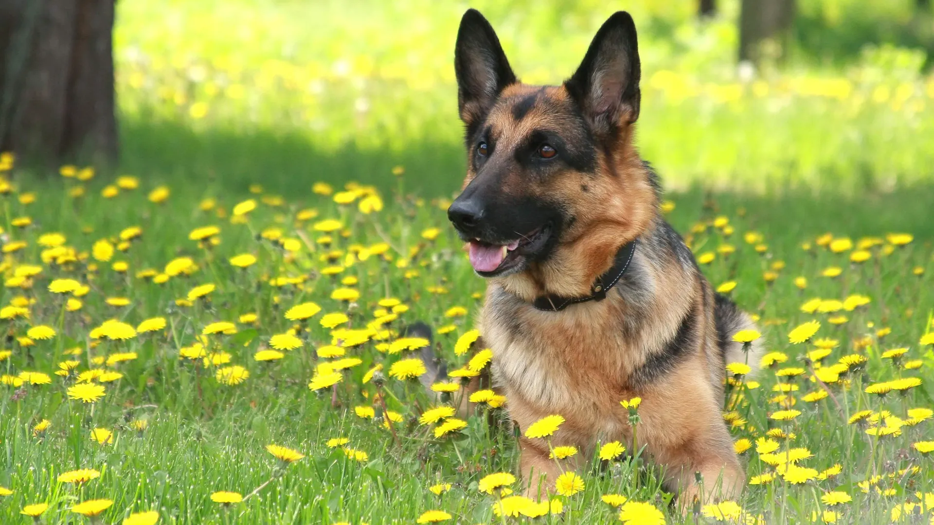 What Is The Most Expensive Small Dog Breed